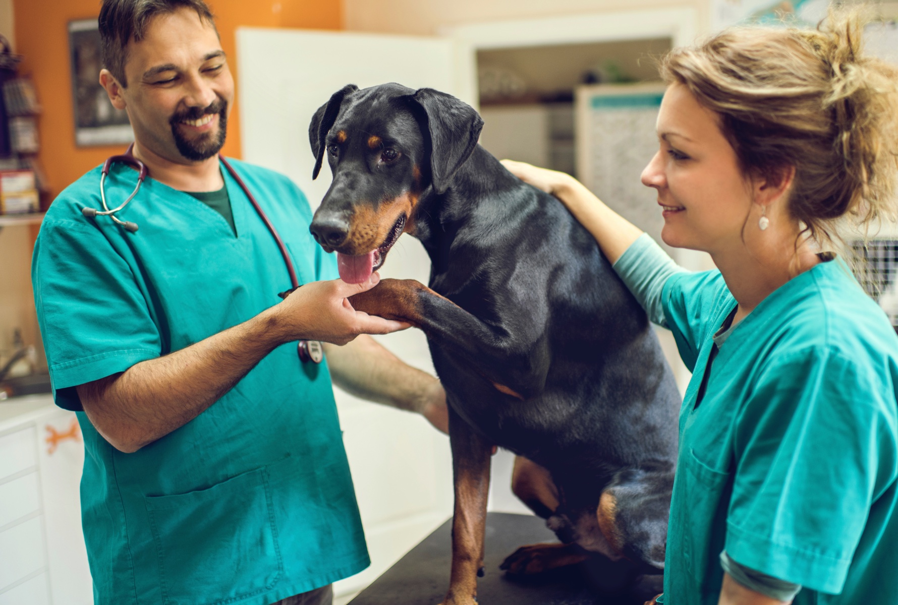 Advantages of regular vet care - Kali's Wish